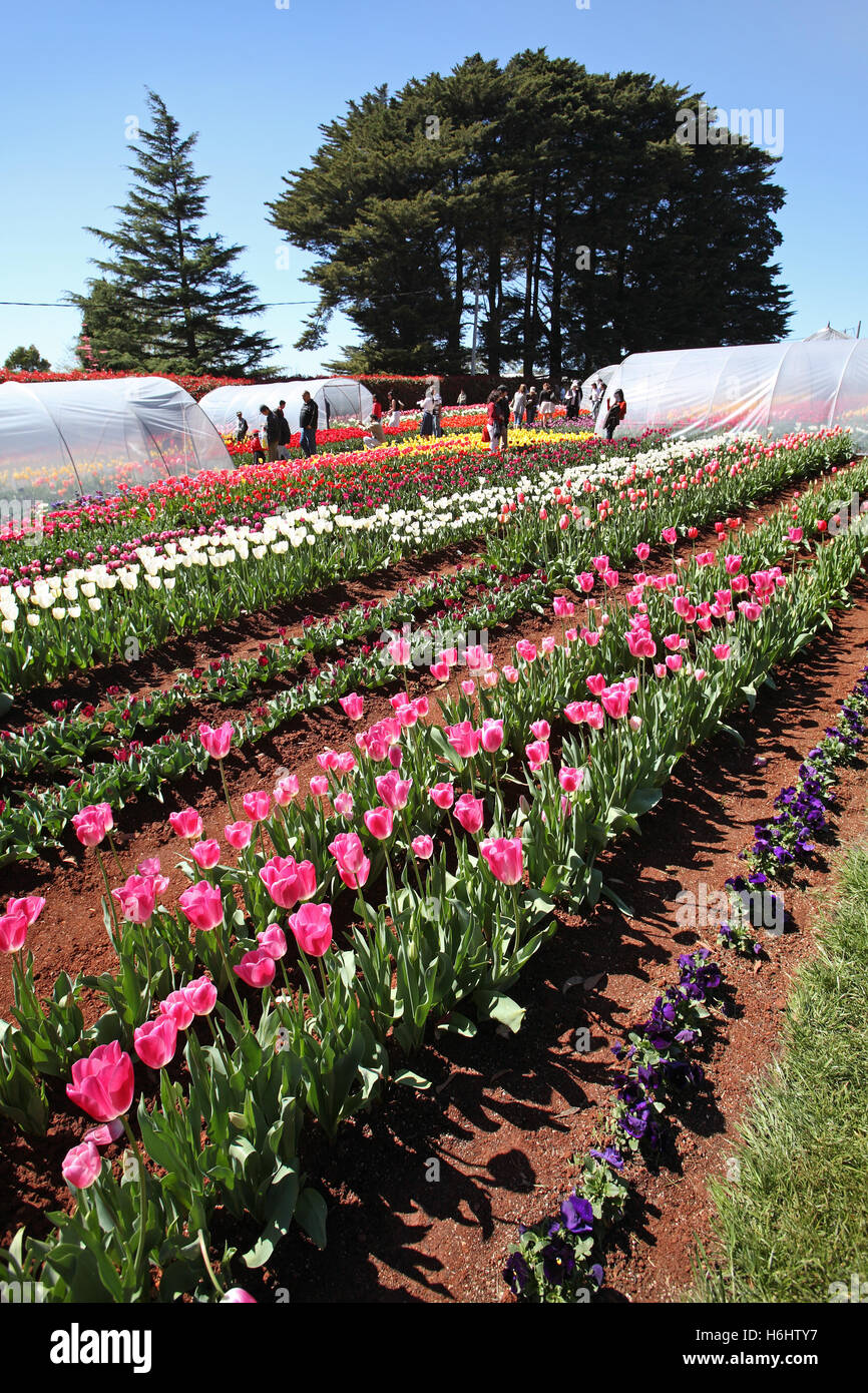 Tesselaar Tulip Farm. Dandenong Ranges, Victoria, Australia Stock Photo ...