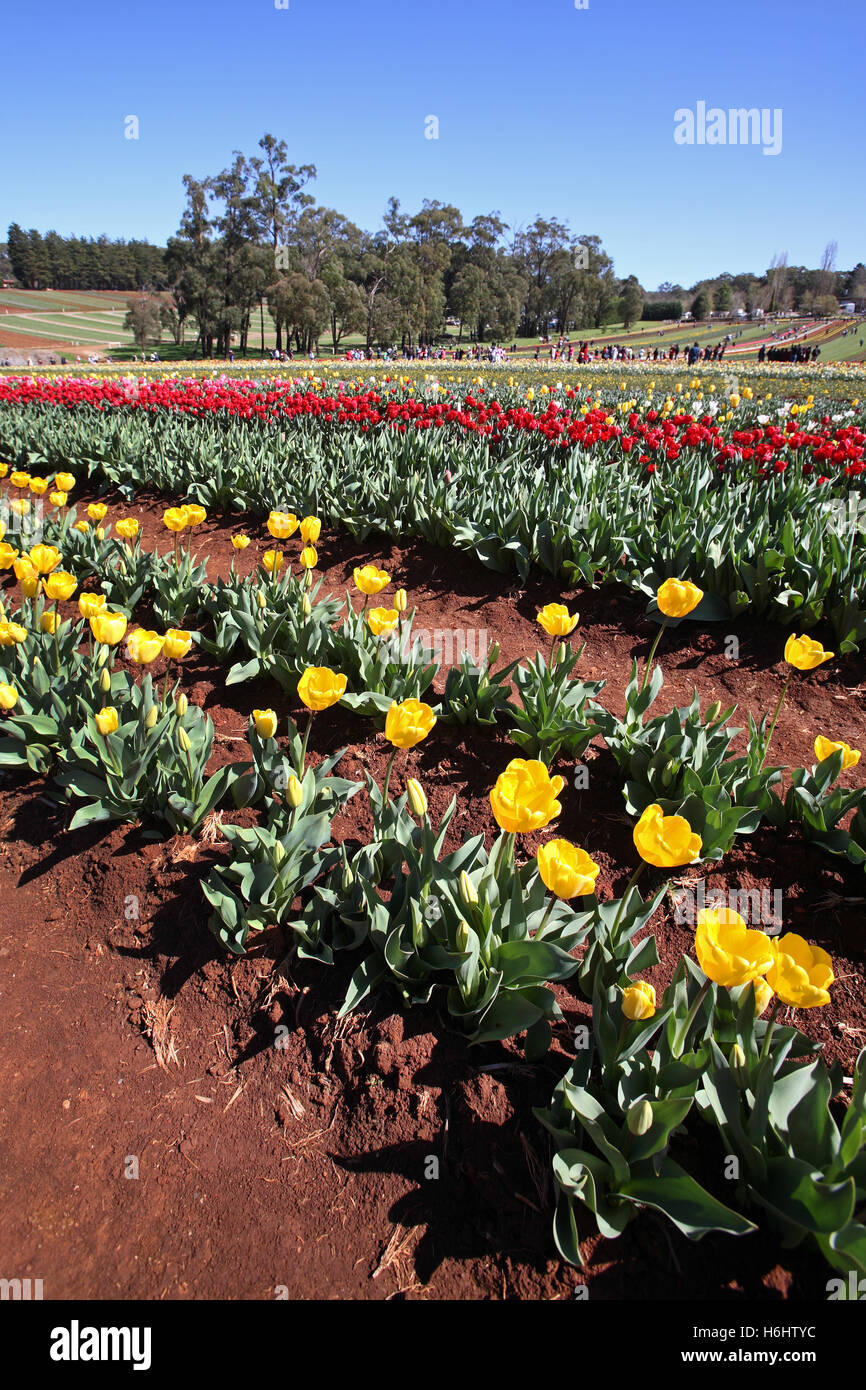 Tesselaar Tulip Farm. Dandenong Ranges, Victoria, Australia Stock Photo ...