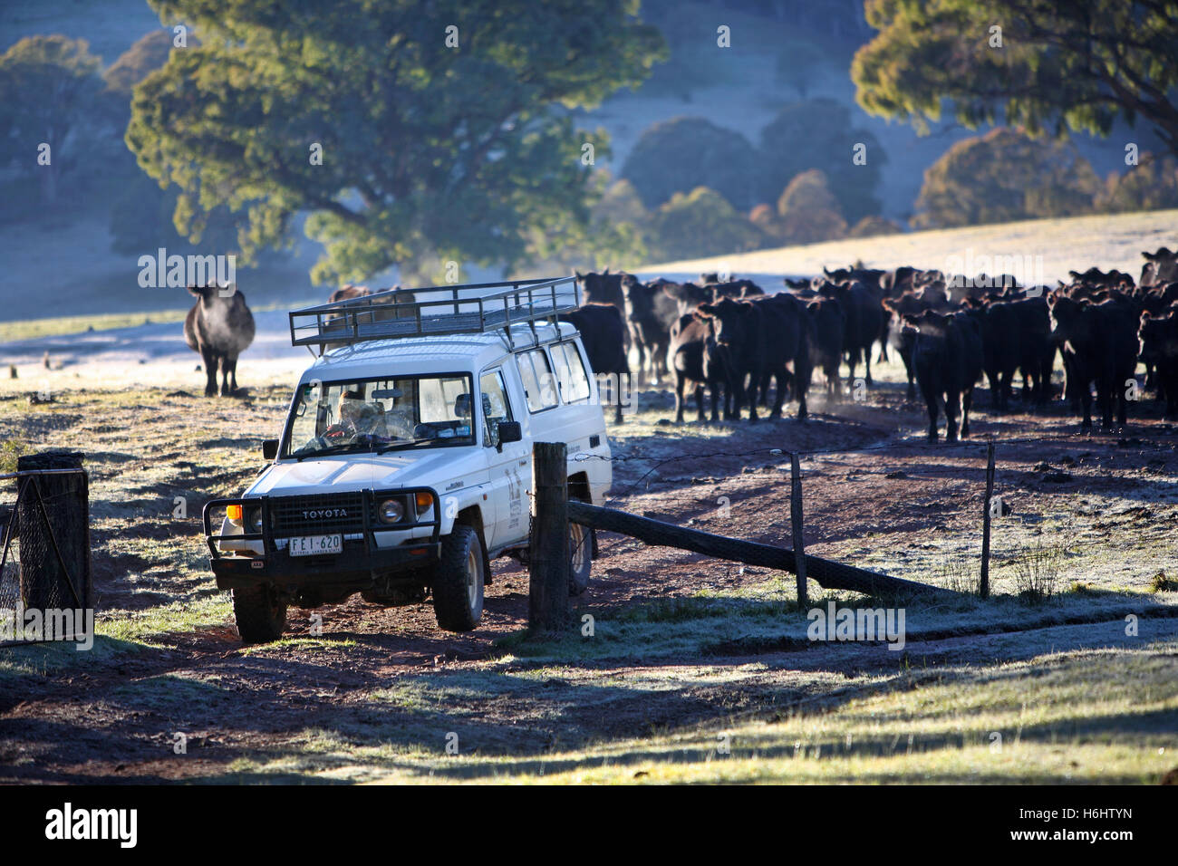 4WD vehicle at farm in the Victorian High Country. Australia Stock ...