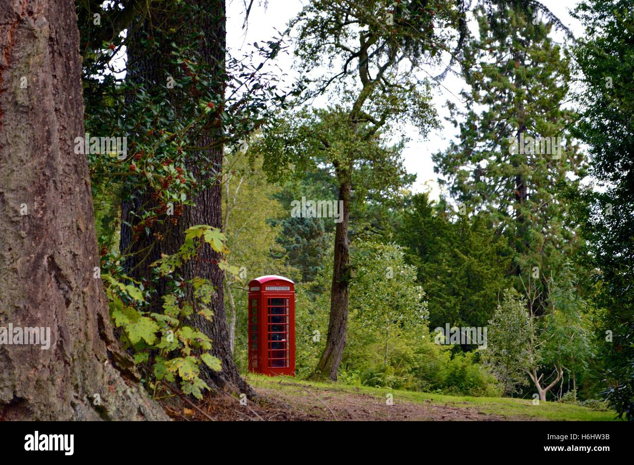 Red telephone box in the middle of a forest in Scotland Stock Photo - Alamy