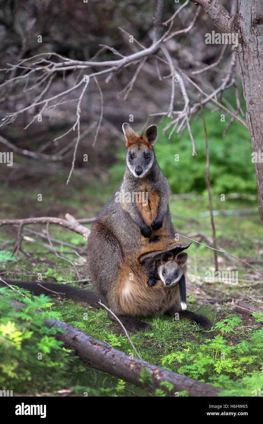 Wallaby with Joey. Brisbane Ranges National Park, Victoria, Australia ...