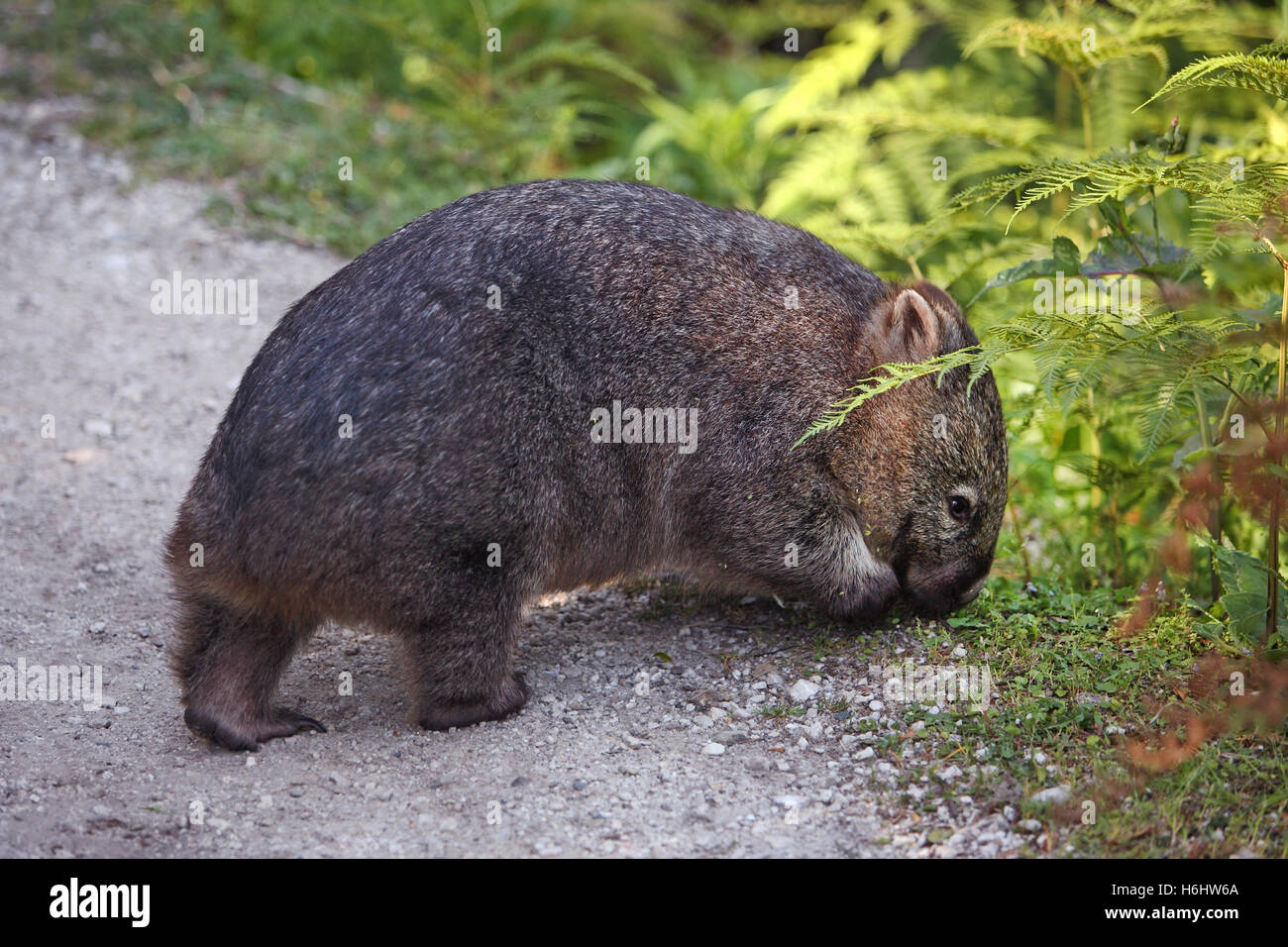 Wombat. Wilsons Prom, Victoria, Australia Stock Photo - Alamy