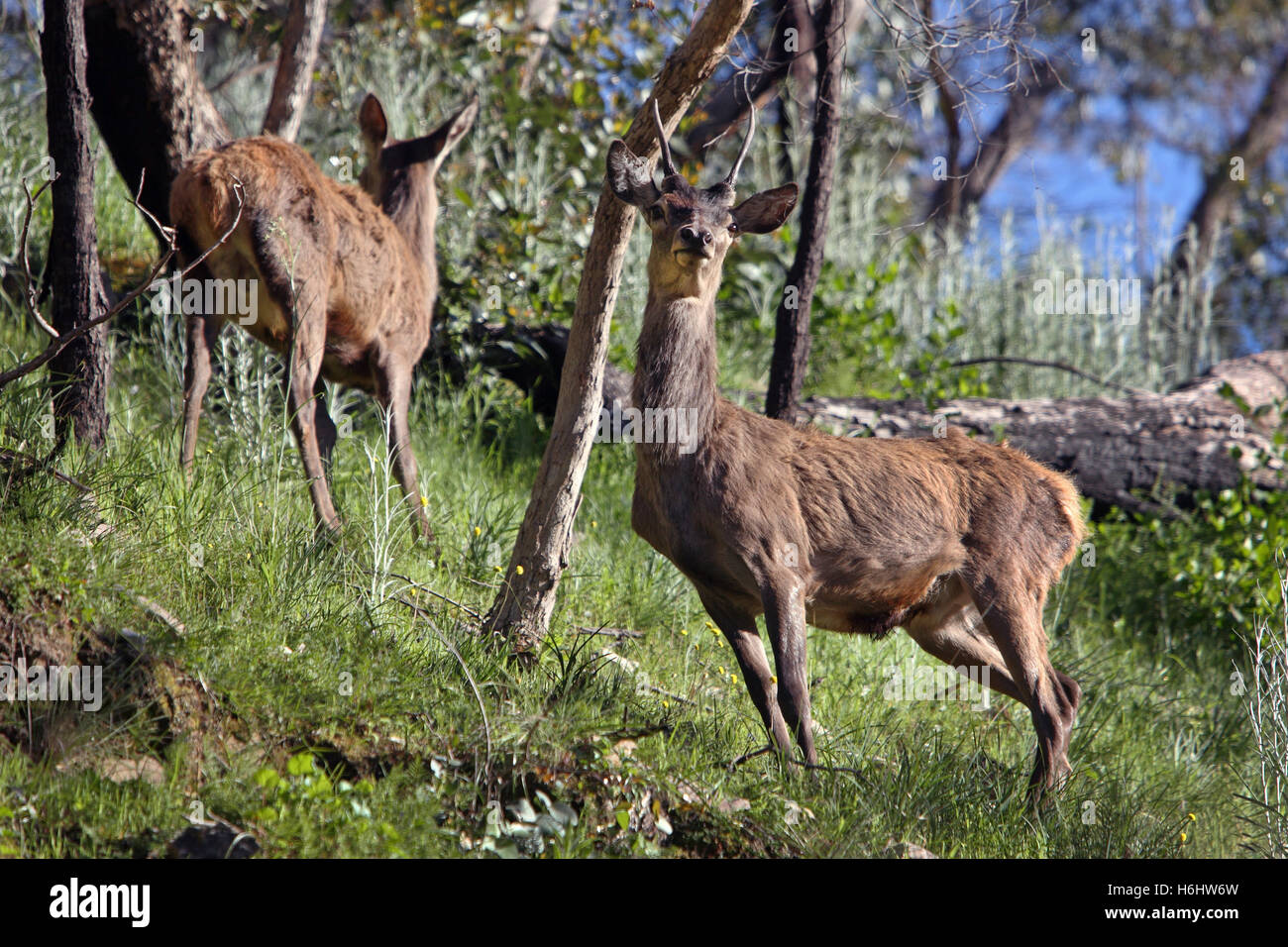 Bush antlered deer hi-res stock photography and images - Alamy