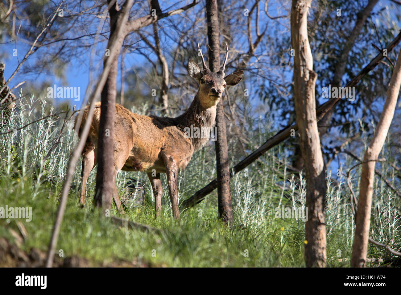 Bush antlered deer hi-res stock photography and images - Alamy
