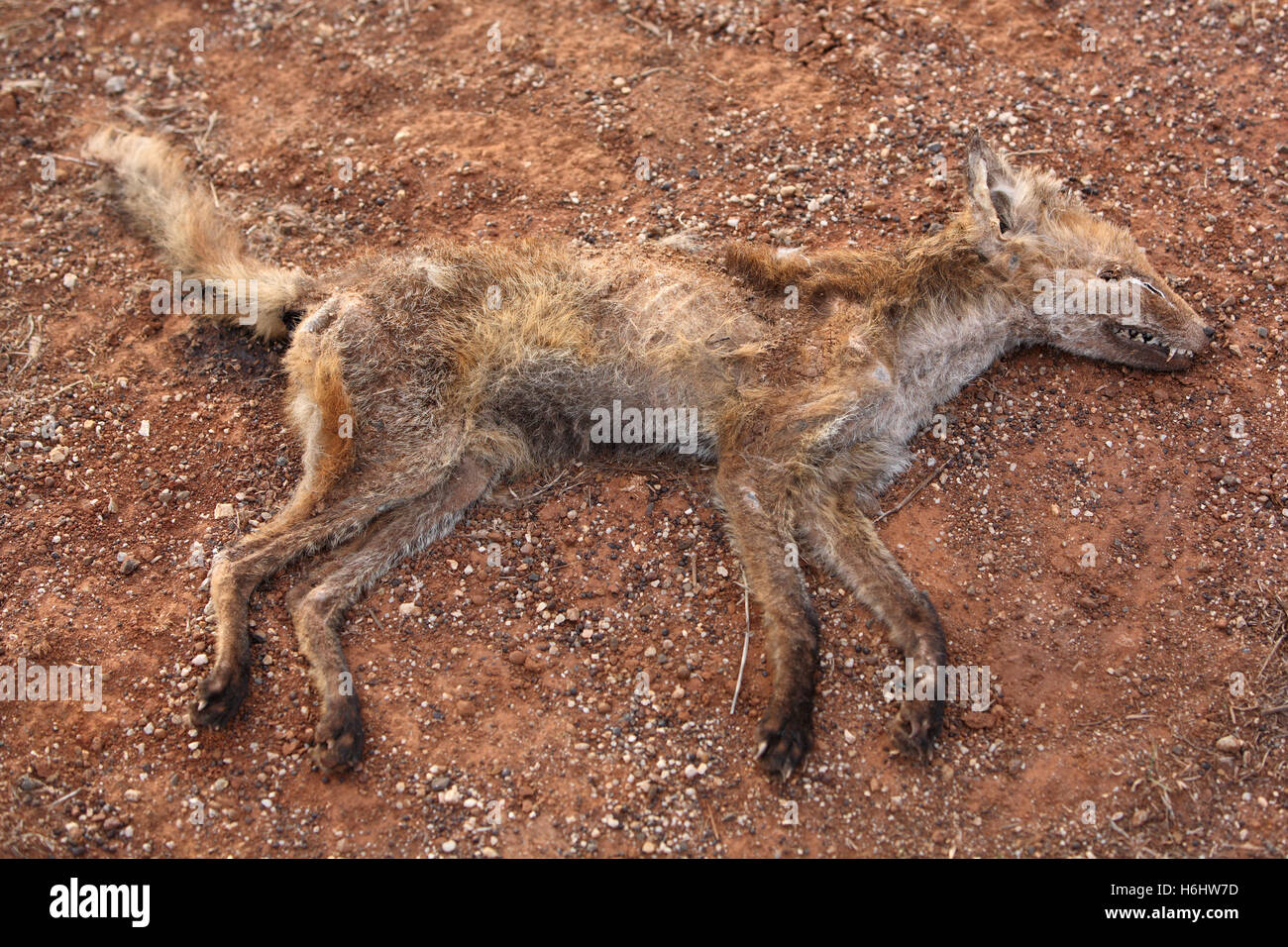 Australia species control hi-res stock photography and images - Alamy