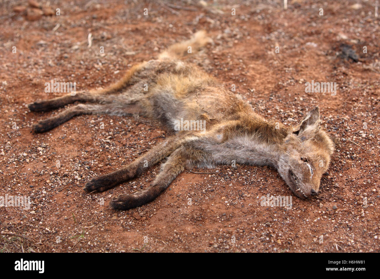 Vulpes vulpes australia hi-res stock photography and images - Alamy