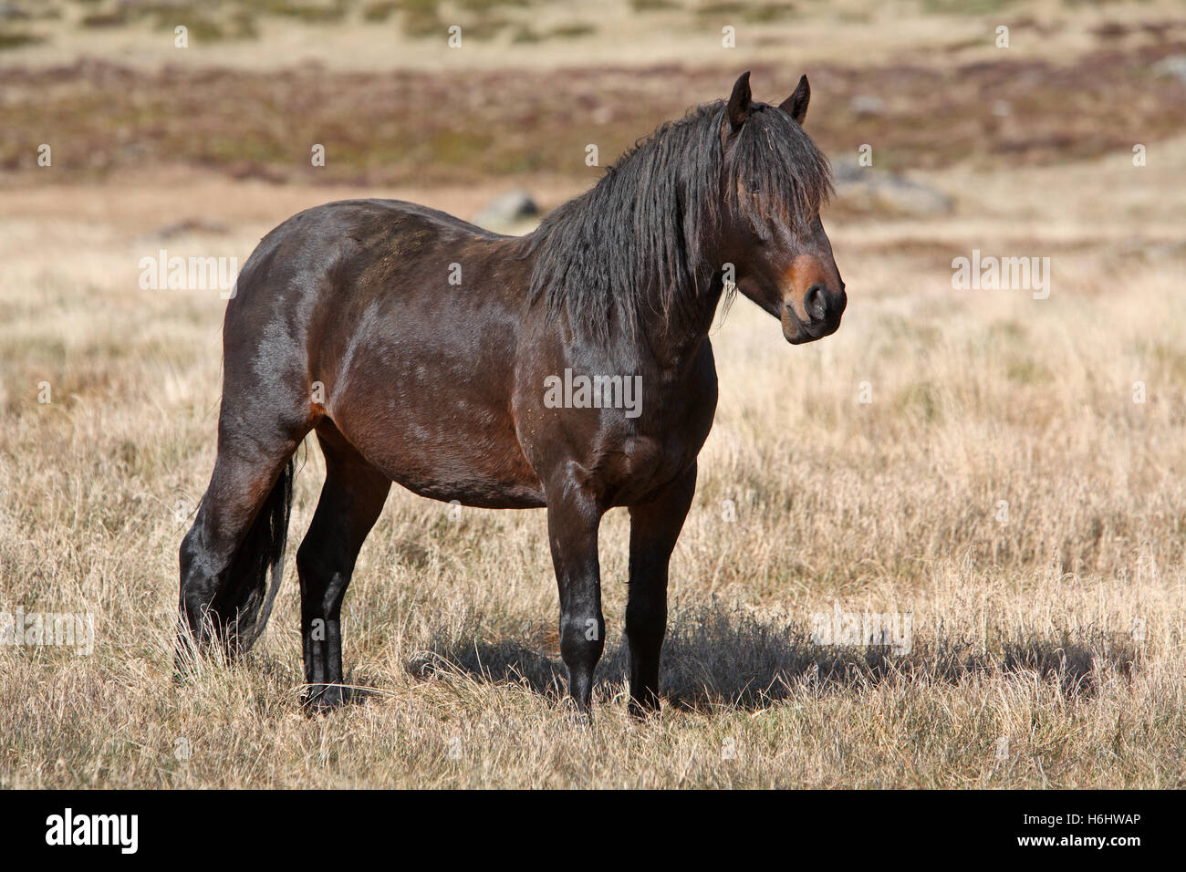 Brumby hi-res stock photography and images - Alamy