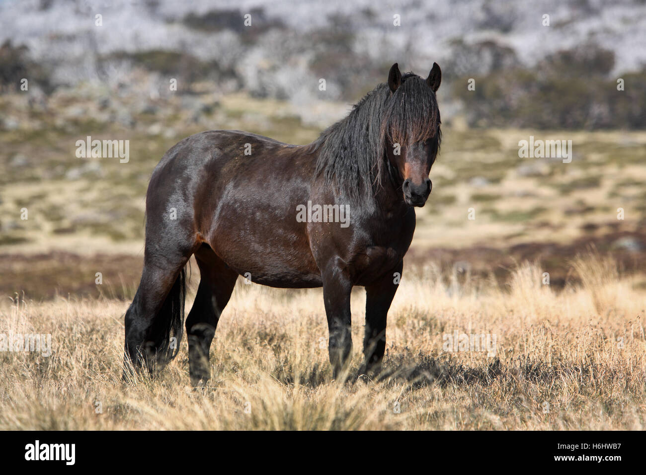 Brumby (wild horse) on the Bogong Plains in the Victorian High Country ...