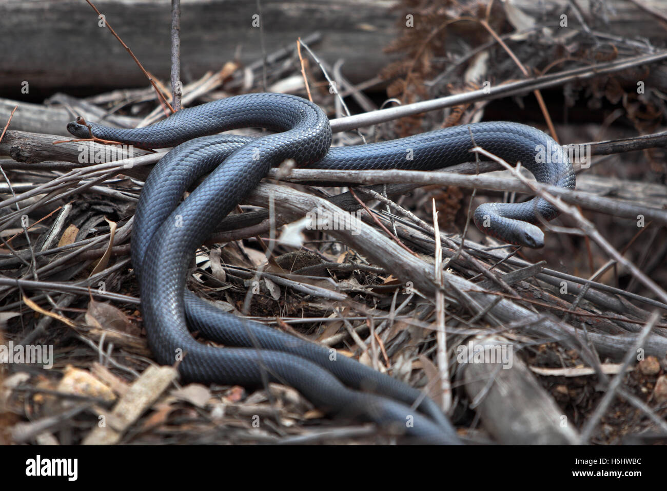 Male Red-bellied black snakes fighting during mating season ...