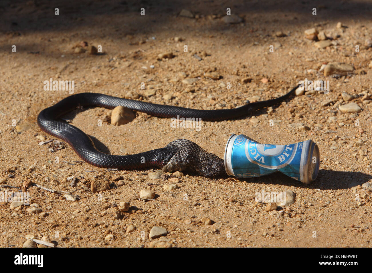 Red-bellied black snake killed after being stuck in a beer can ...