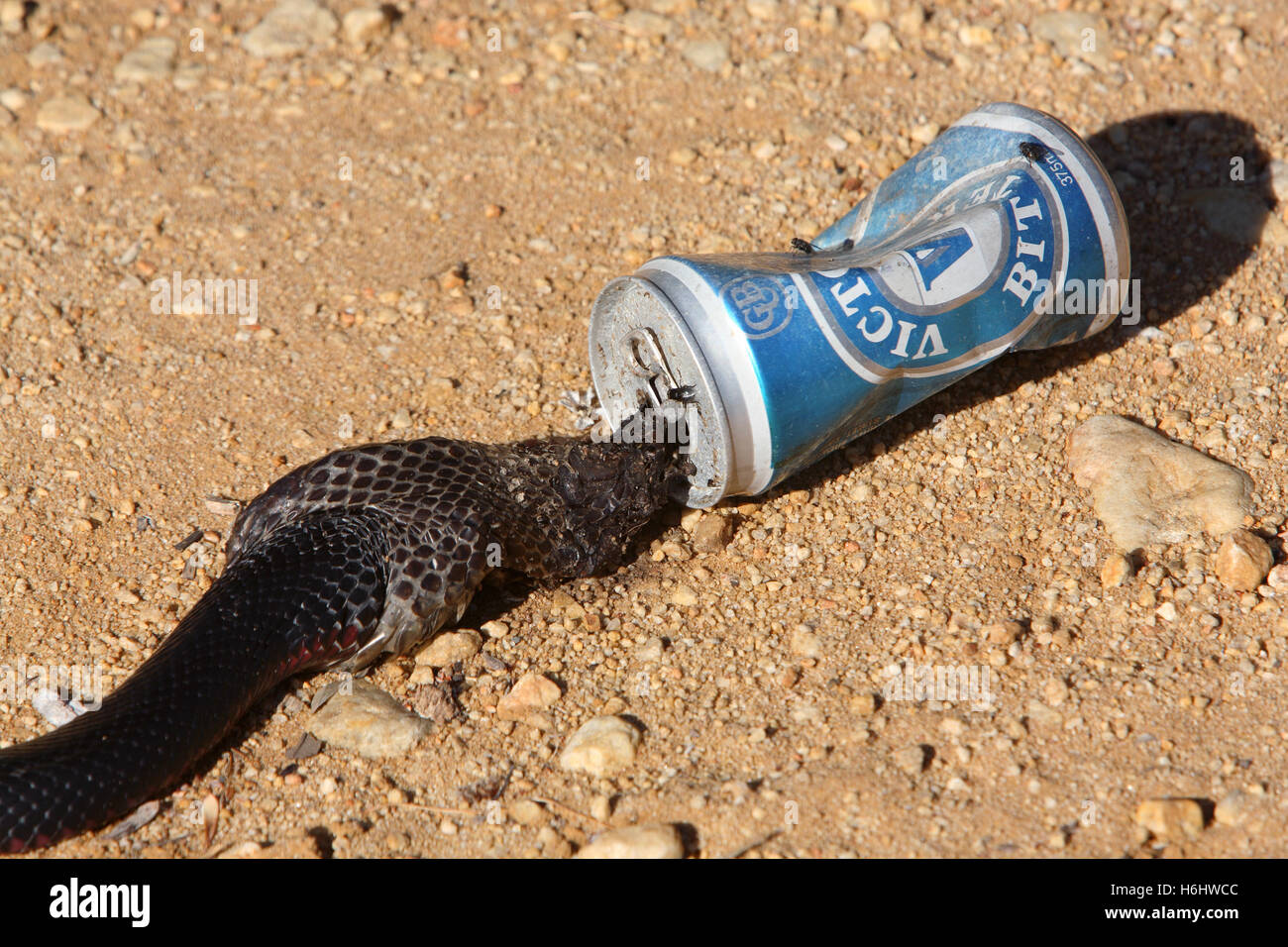 The Beer Snake High Resolution Stock Photography and Images - Alamy