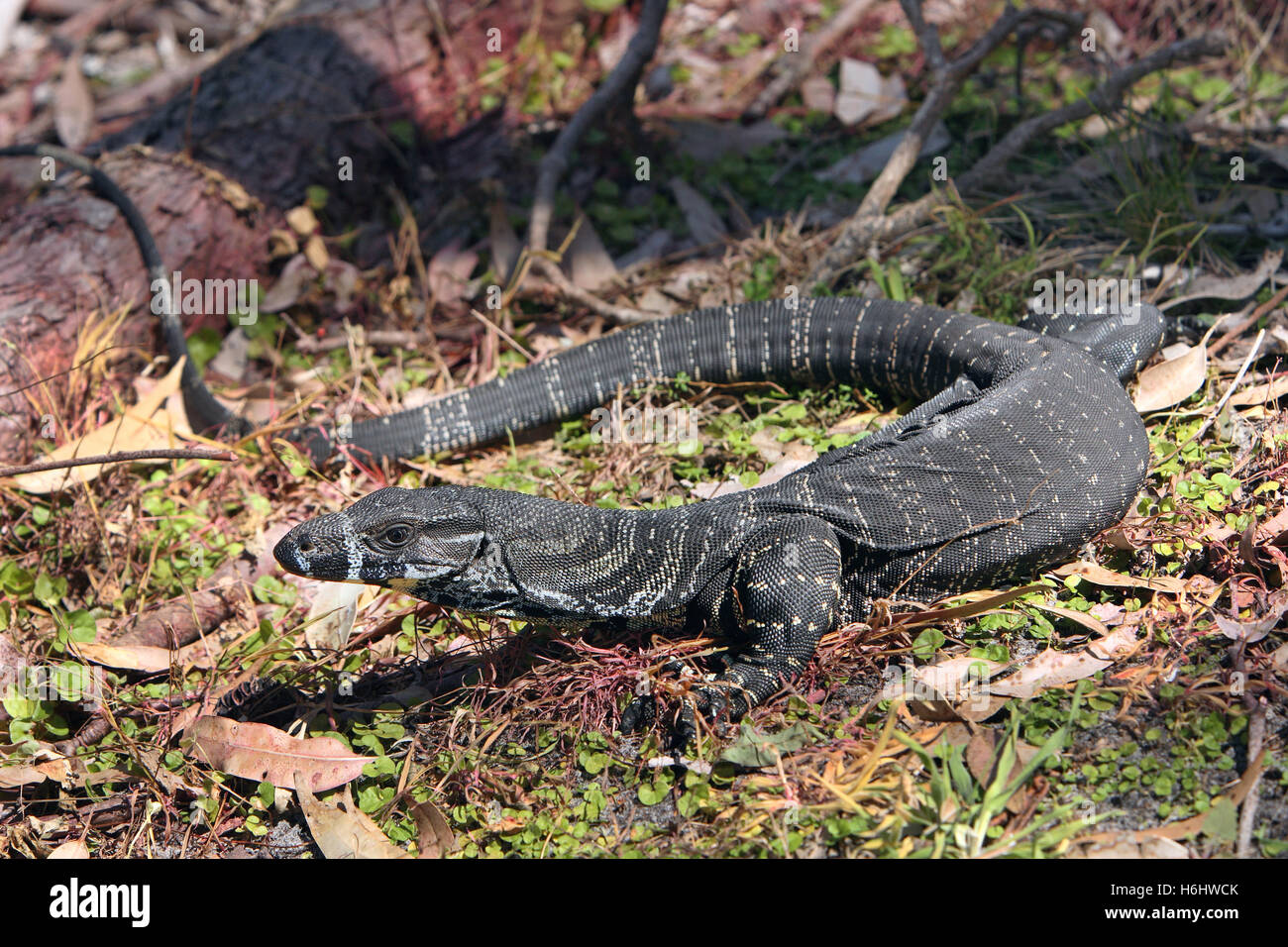 Lace Monitor (Varanus varius) .Cape Conran, Victoria, Australia Stock ...