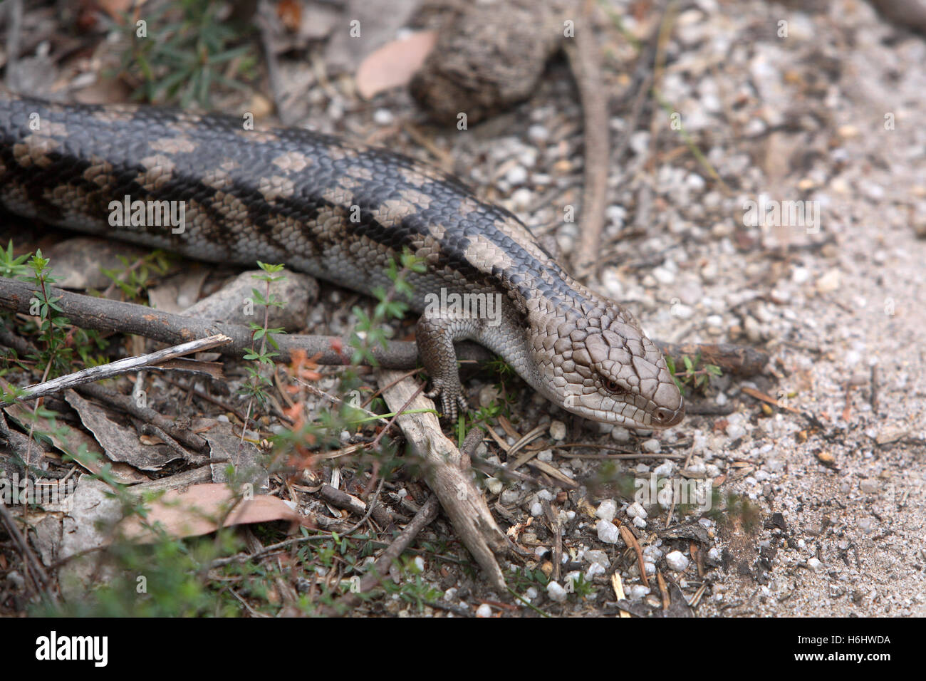 Australian skink blue hi-res stock photography and images - Alamy
