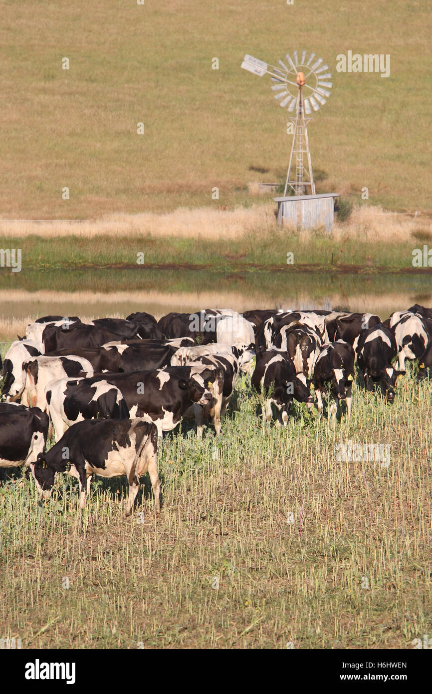 Cow australia windmill hi-res stock photography and images - Alamy