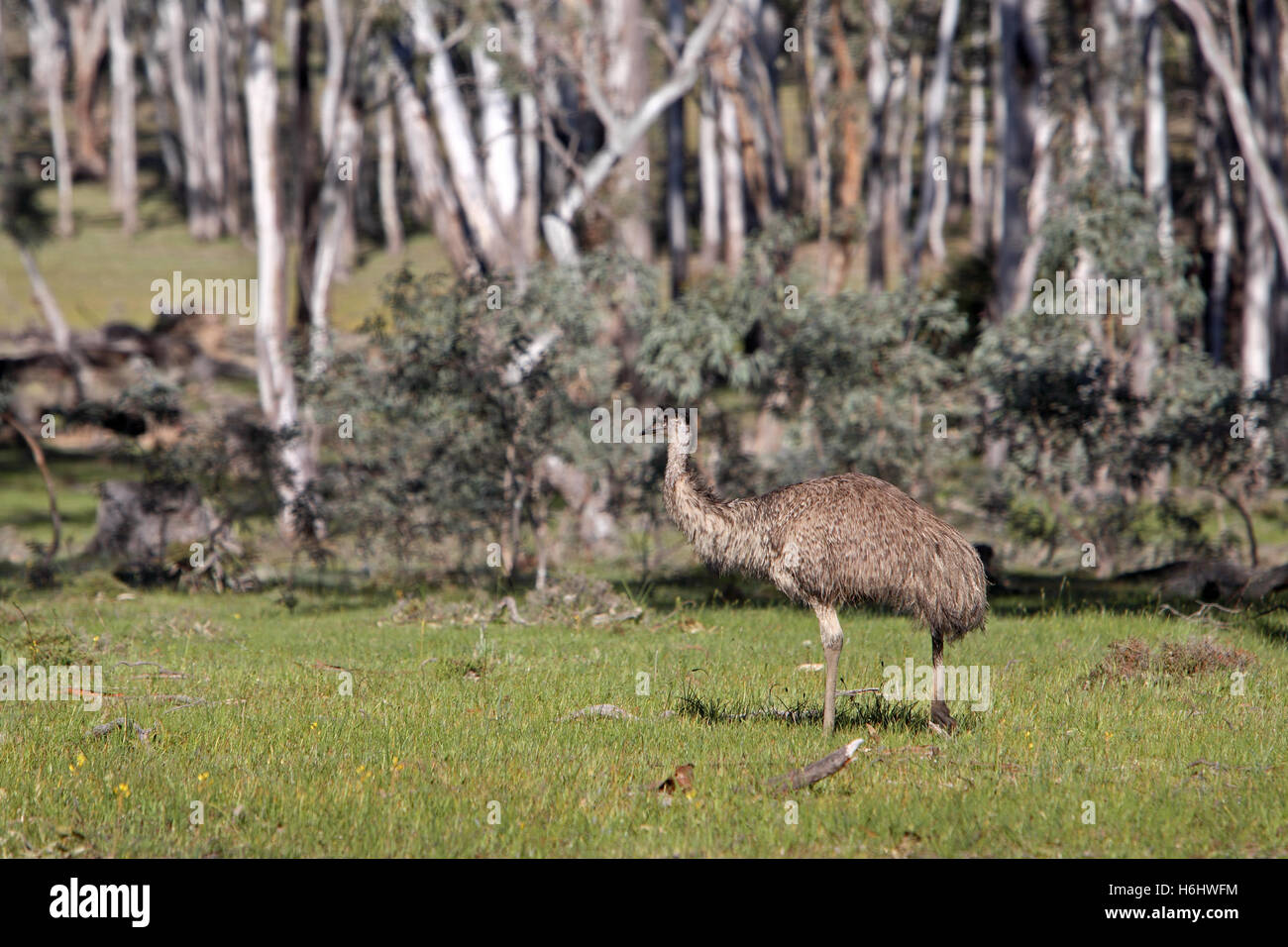 Emu. The Grampians, Victoria, Australia Stock Photo - Alamy