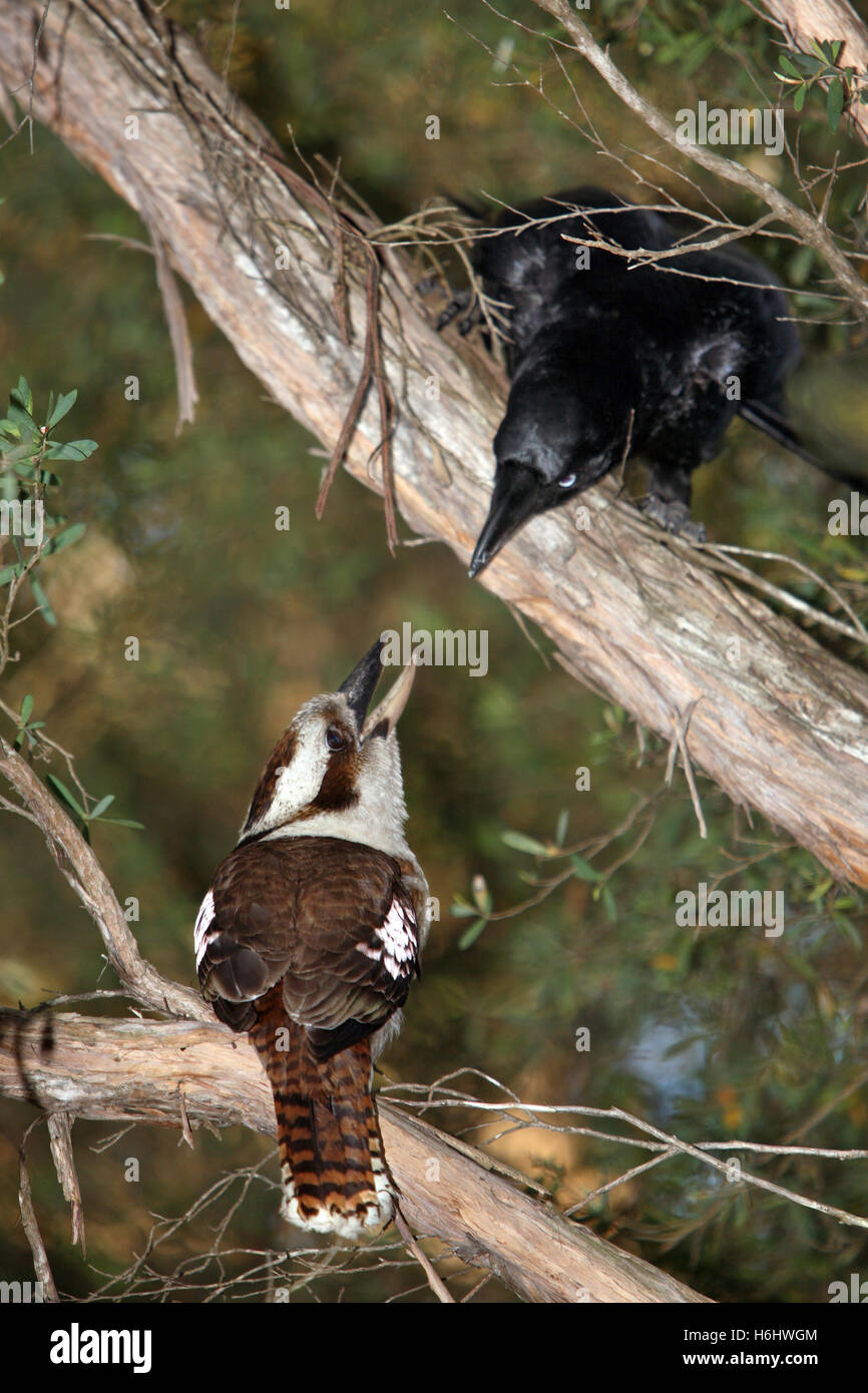 Bird standoff hi-res stock photography and images - Alamy