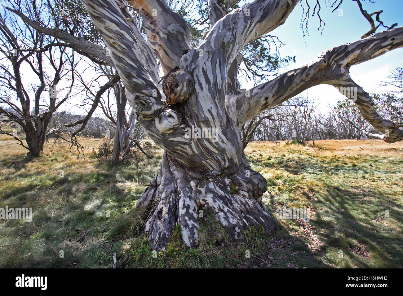 Old snow gum in the Australian Alps. Victorian High Country, Australia ...