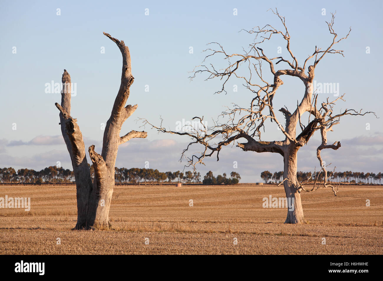 Dead gum trees in a field. Victoria, Australia Stock Photo - Alamy