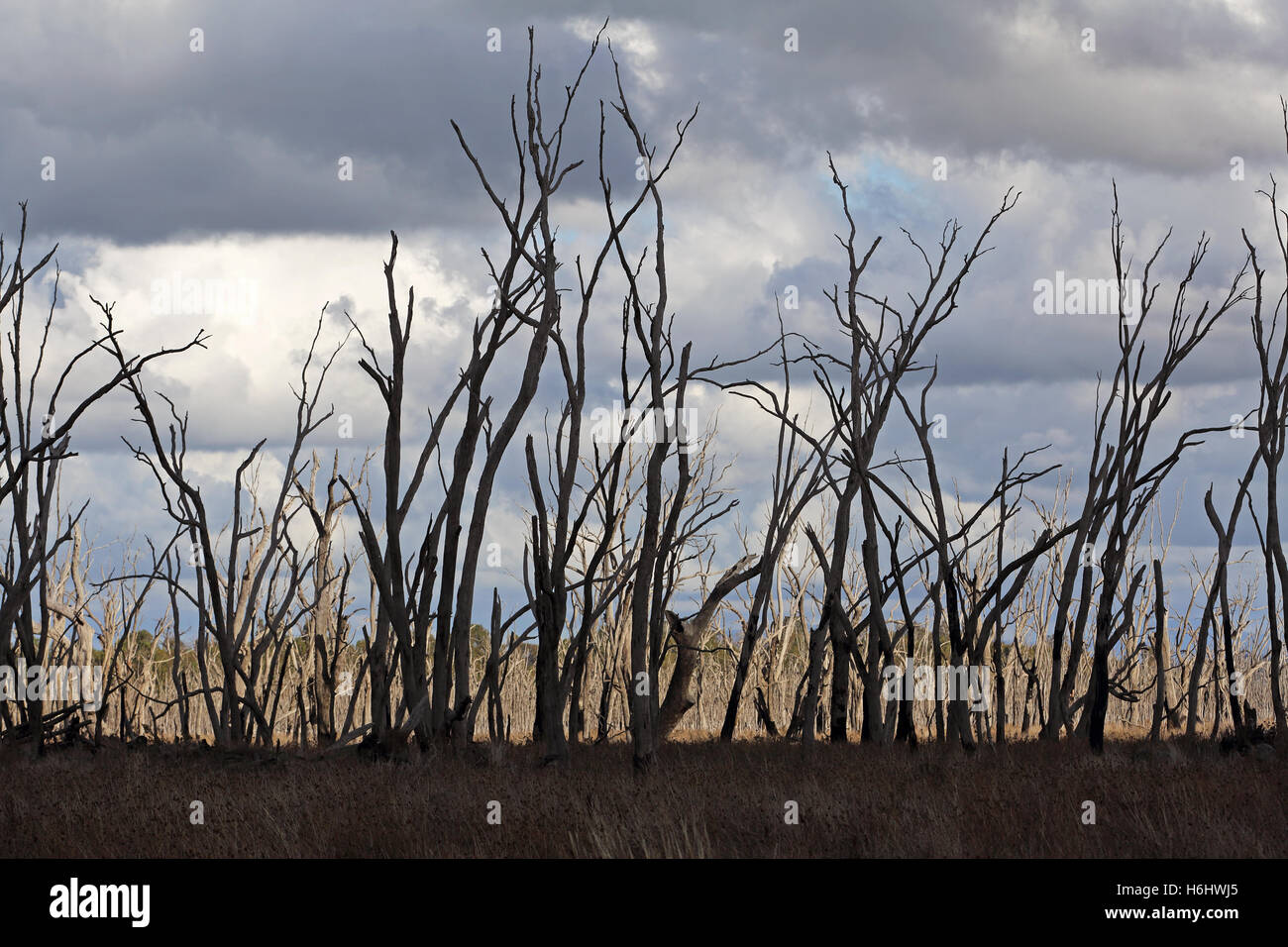 Australian wetlands dry hi-res stock photography and images - Alamy