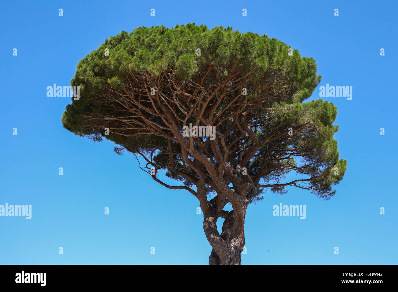 The stone pine, with the fancy botanical name Pinus pinea, also called ...