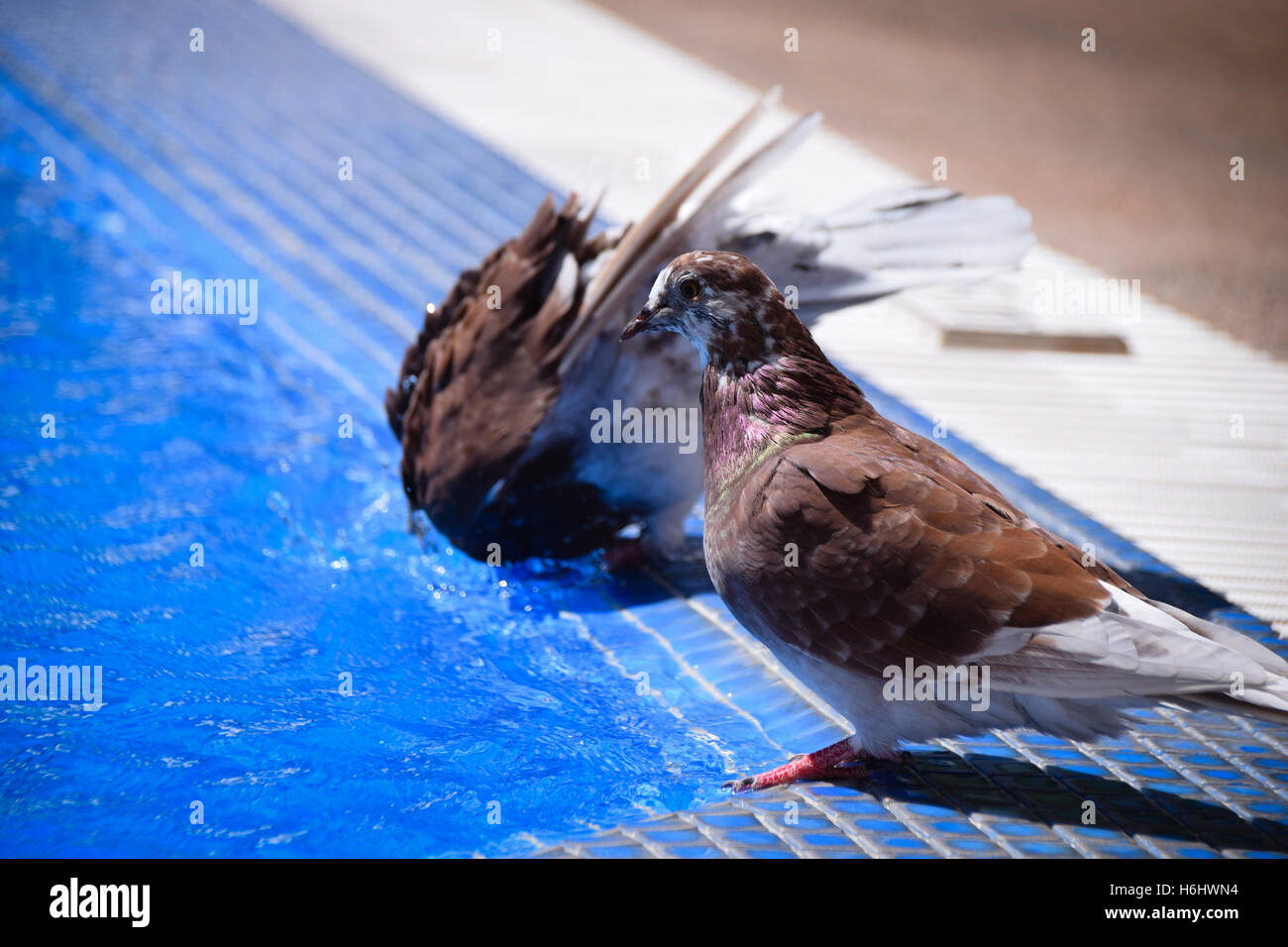 Pigeon bathing in a swimming pool Stock Photo - Alamy