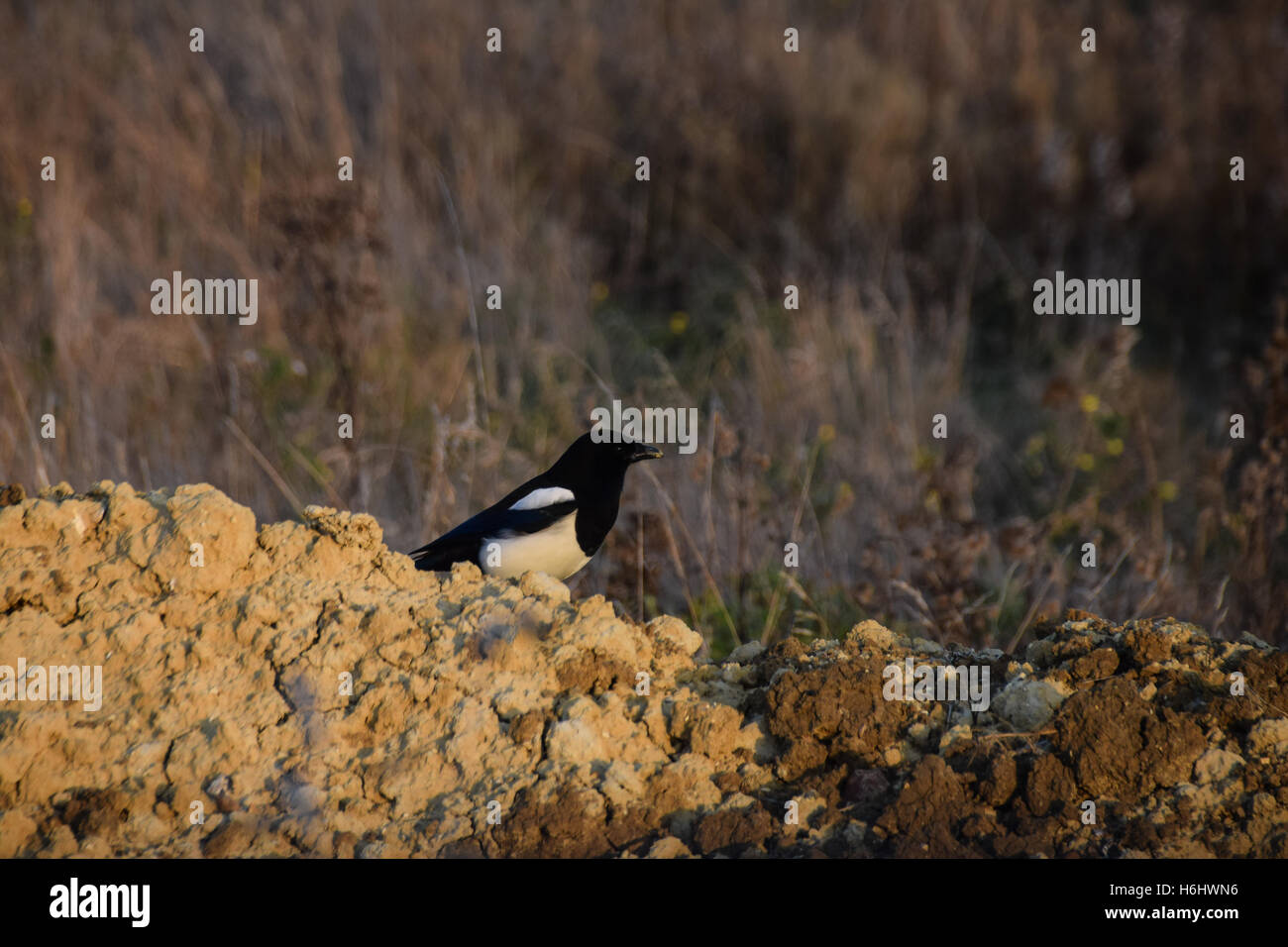 Magpie in the setting autumn sun Stock Photo - Alamy