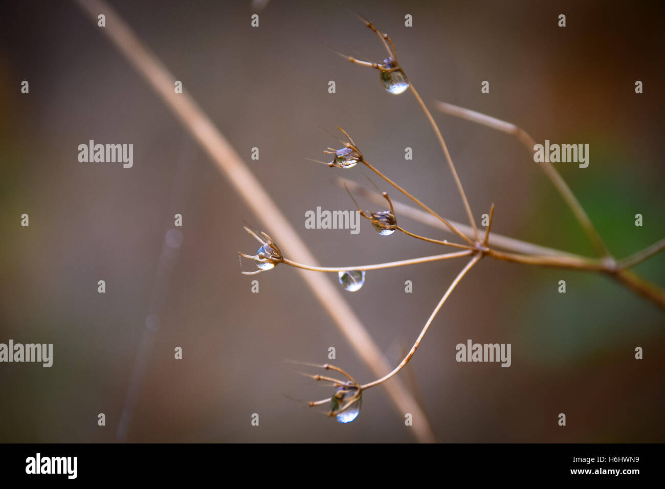 Water droplets on dried flower head in autumn Stock Photo - Alamy