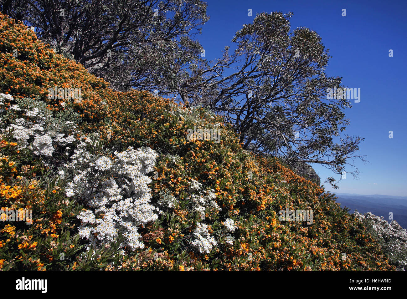 Australian Alpine flowers at Mount Buffalo National Park, Victoria ...