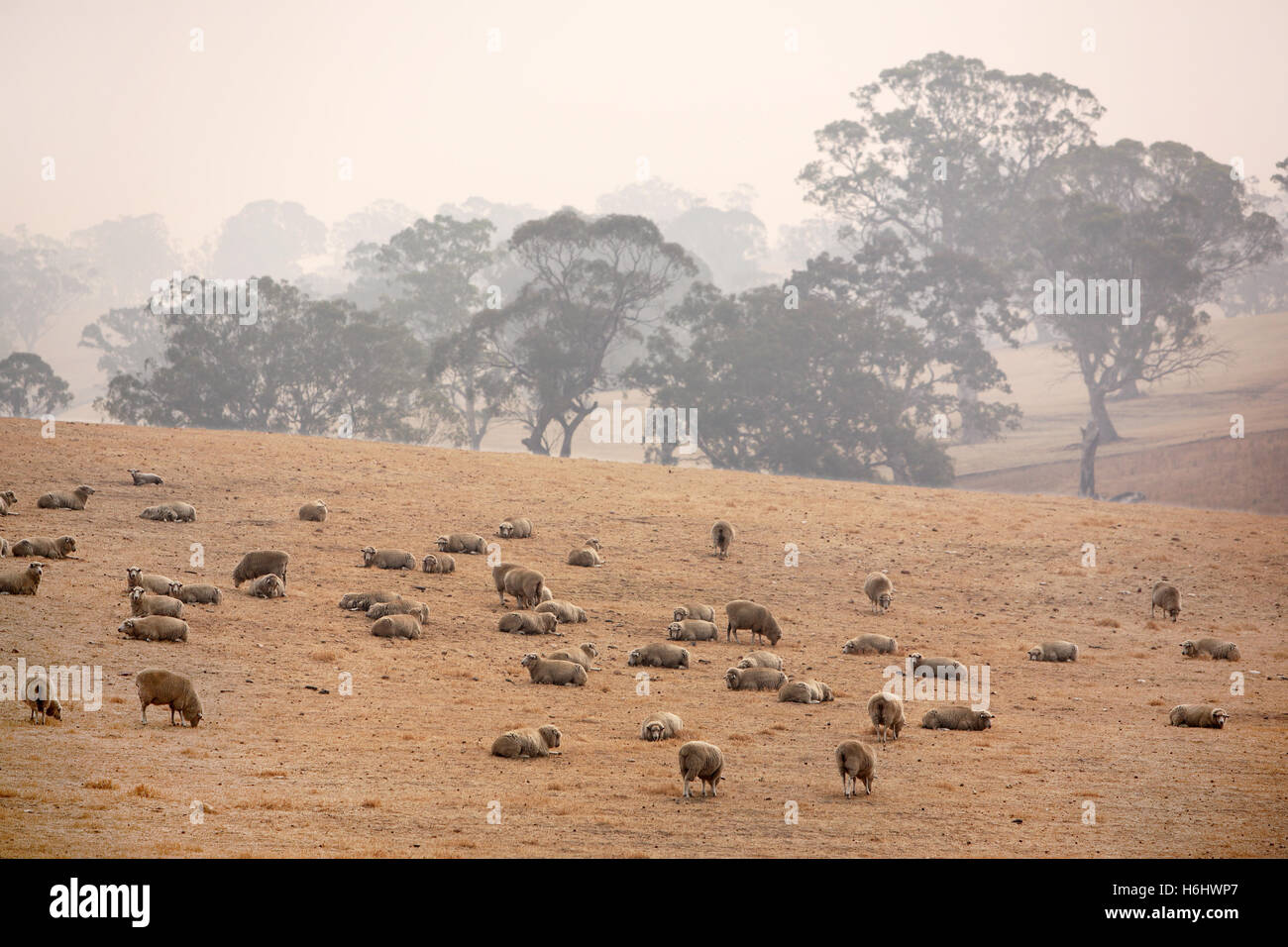 Smoke haze from bushfires in Gippsland, Eastern Victoria Stock Photo ...