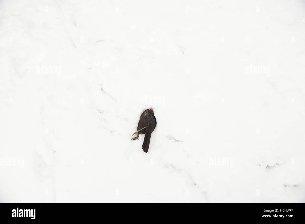 one dead bird black color lying in the snow Stock Photo - Alamy