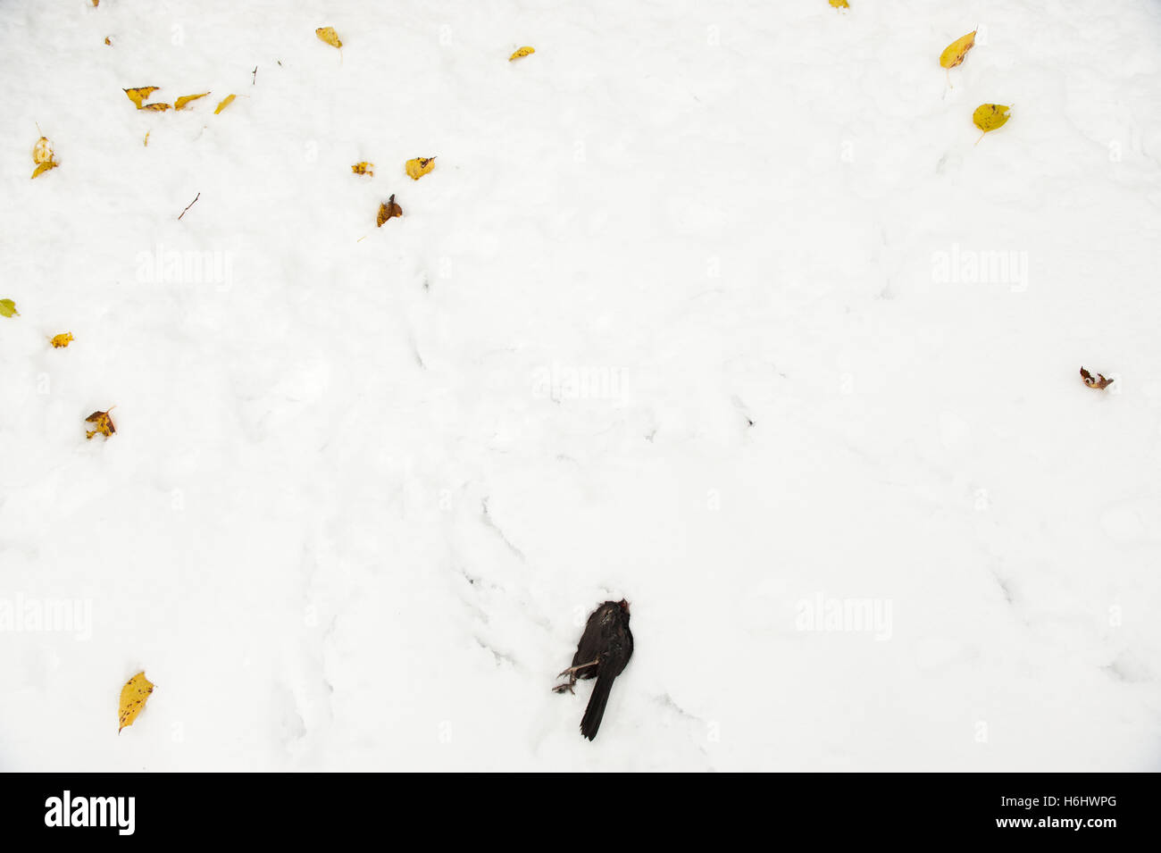dead black bird frozen in the snow among the leaves Stock Photo - Alamy