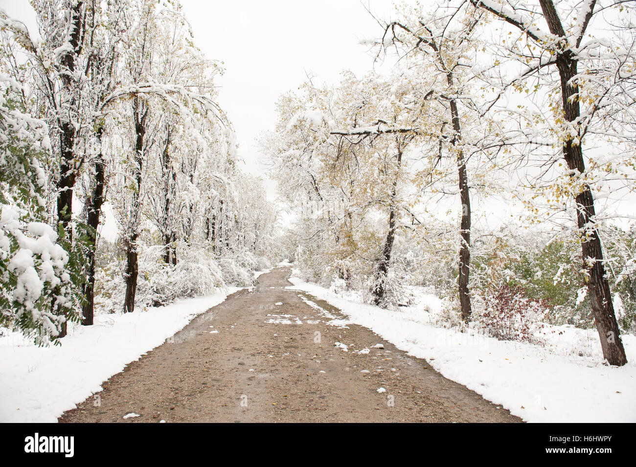 dirt road in a winter park with trees and leaves Stock Photo - Alamy