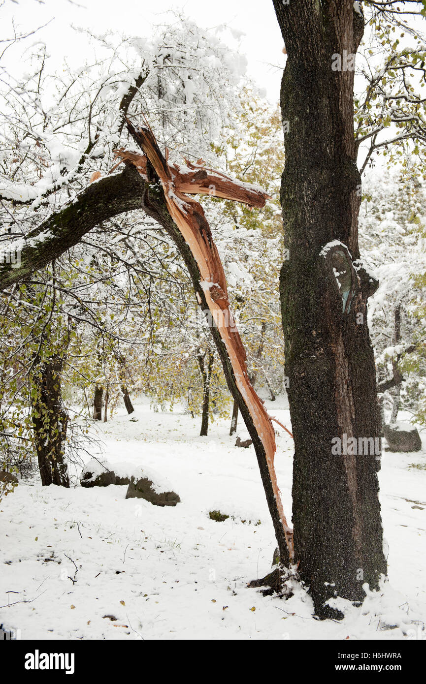tree split in half in winter park covered with snow Stock Photo - Alamy