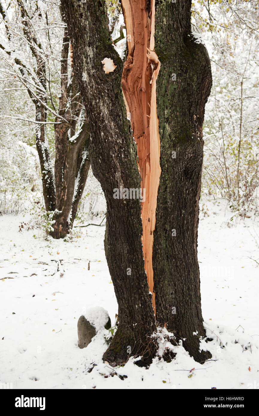 trunk of the tree split in half in winter park covered with snow Stock ...