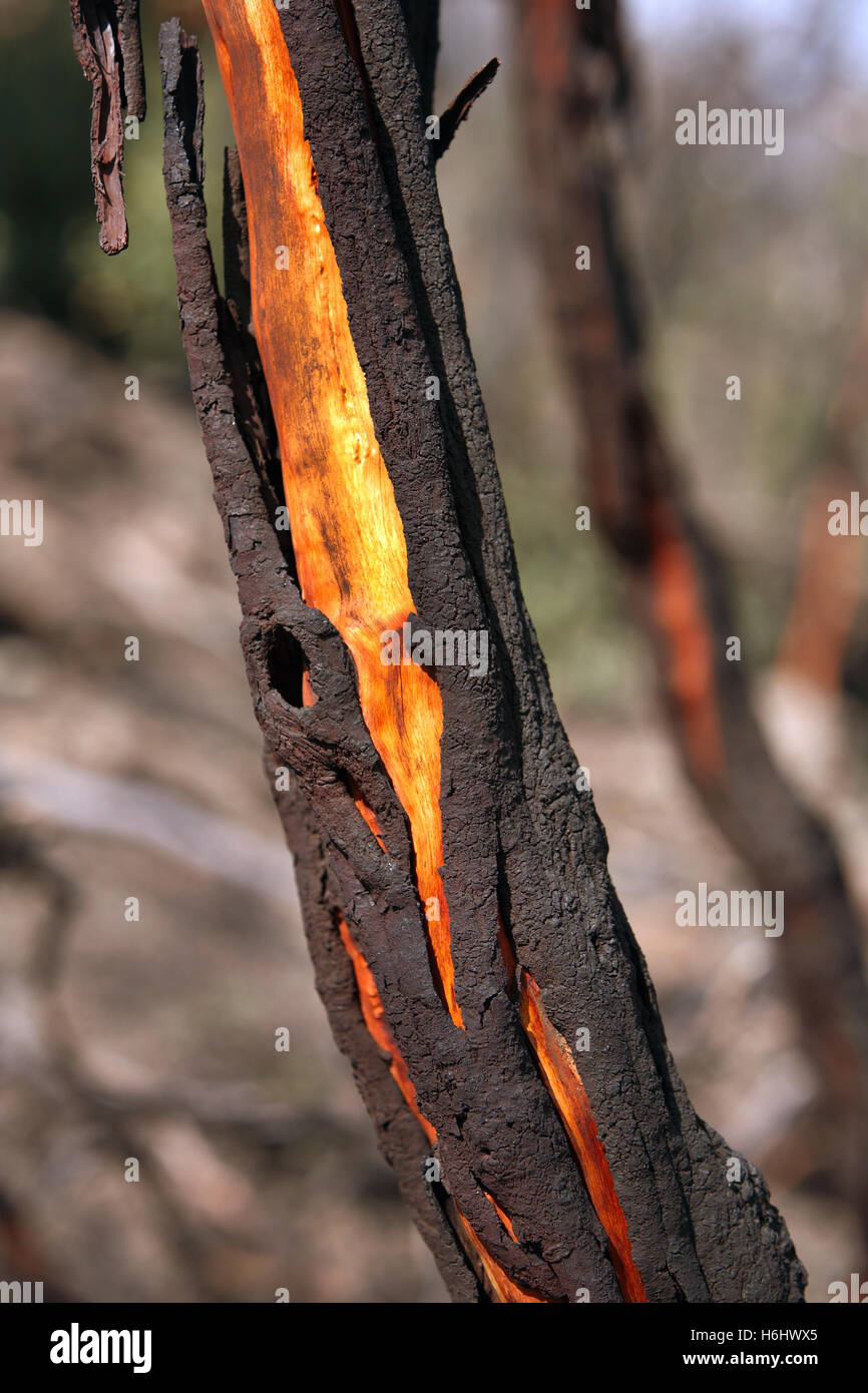 Trees one year after bush fire. Brisbane Ranges National Park, Victoria ...