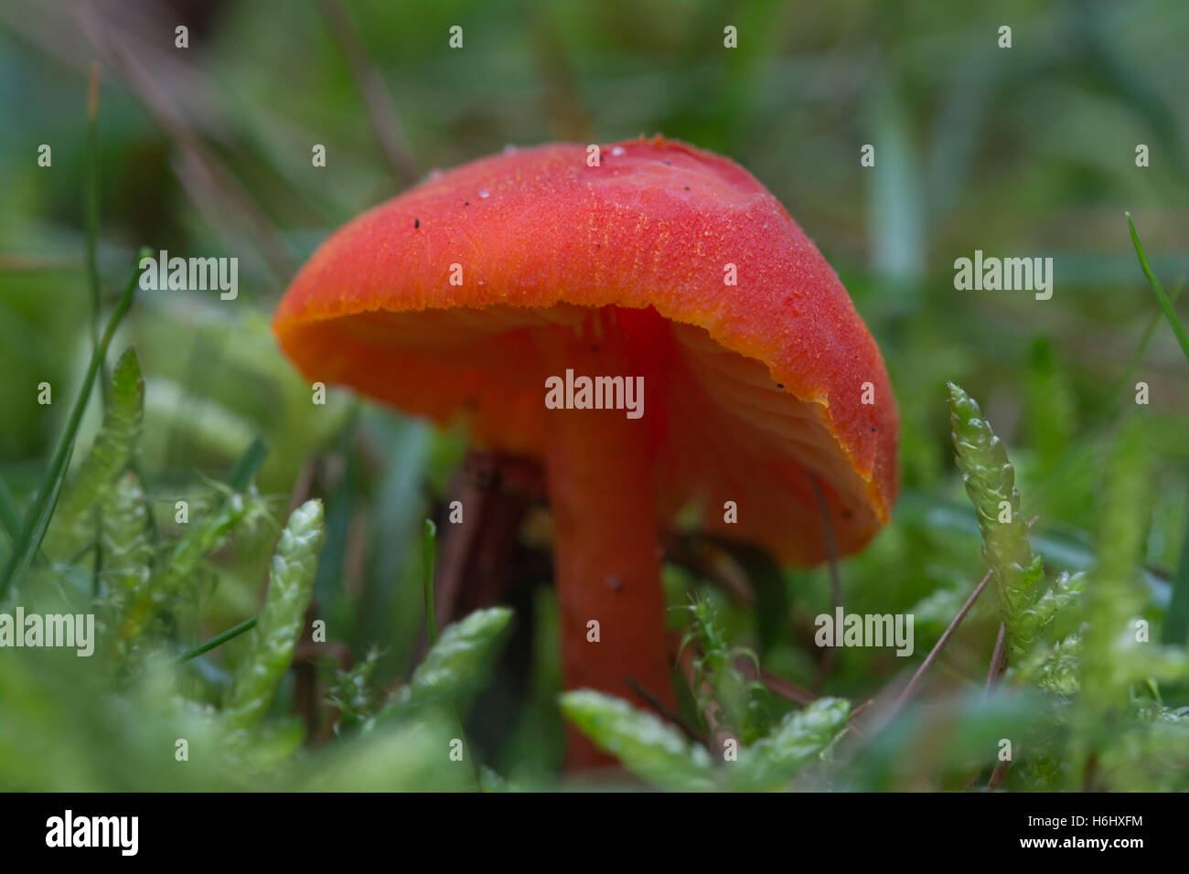 Close-up of vermillion waxcap toadstool (Hygrocybe miniata) among moss ...