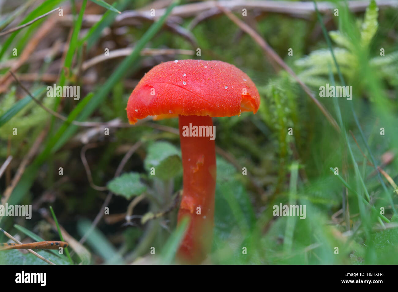 Close-up of vermillion waxcap toadstool (Hygrocybe miniata) among moss ...