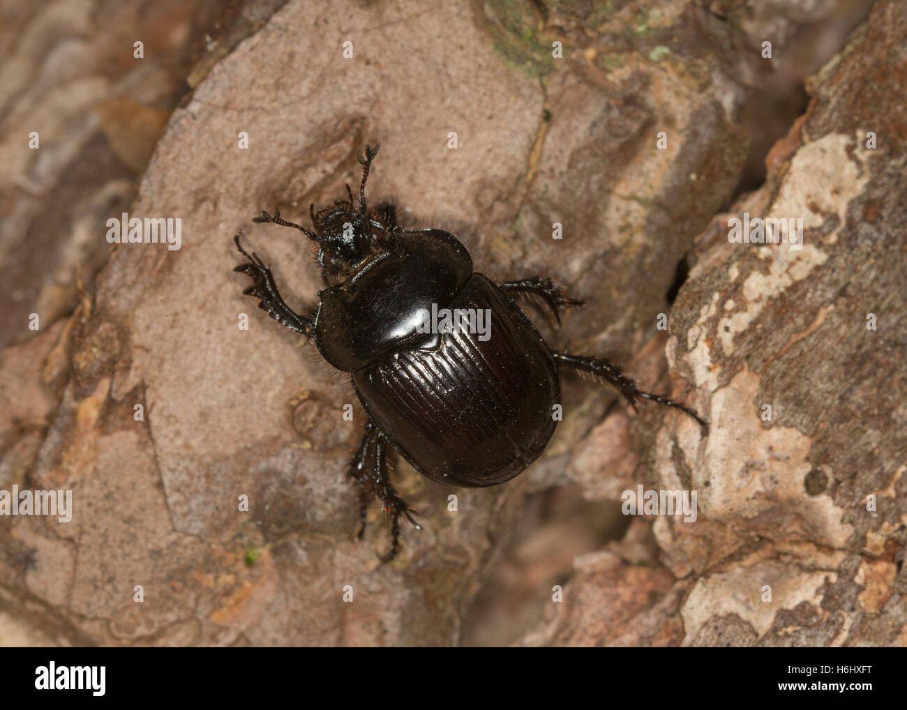 Close-up of female minotaur beetle (Typhaeus typhoeus Stock Photo - Alamy