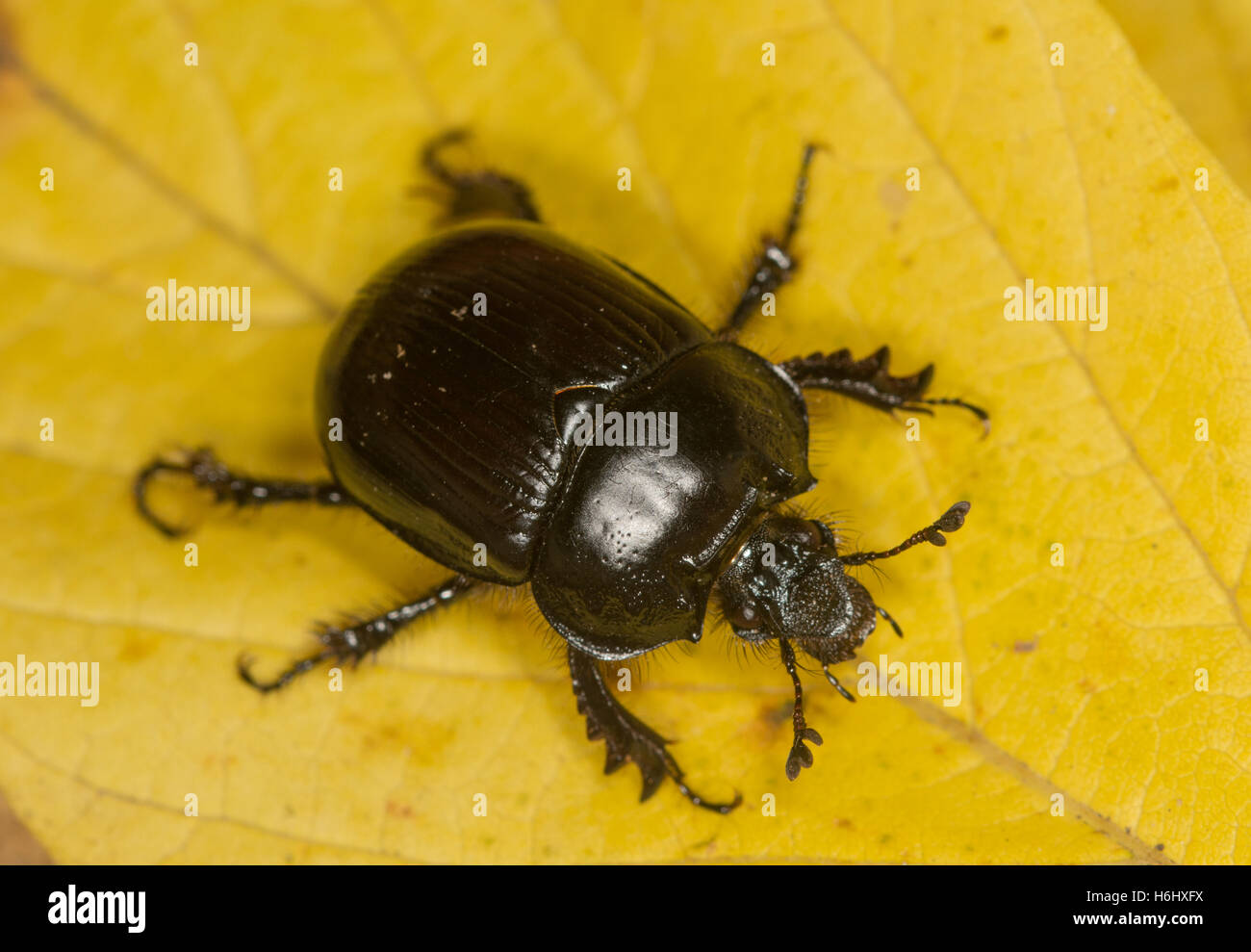 Close-up of female minotaur beetle (Typhaeus typhoeus Stock Photo - Alamy