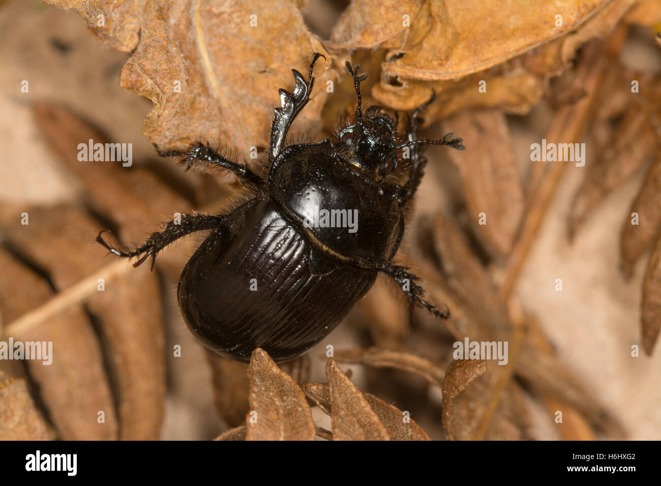 Close-up of female minotaur beetle (Typhaeus typhoeus Stock Photo - Alamy