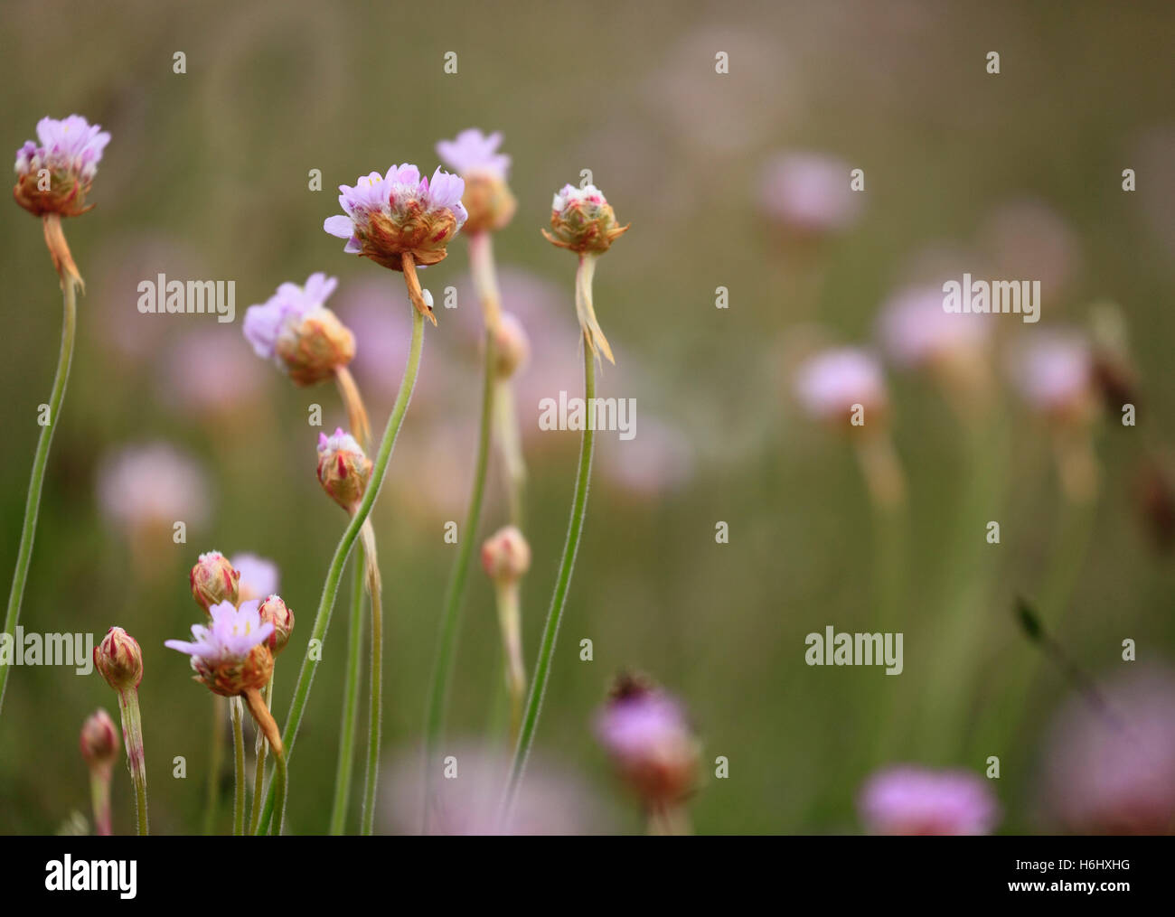 Armeria maritima, Thrift flowers Stock Photo - Alamy