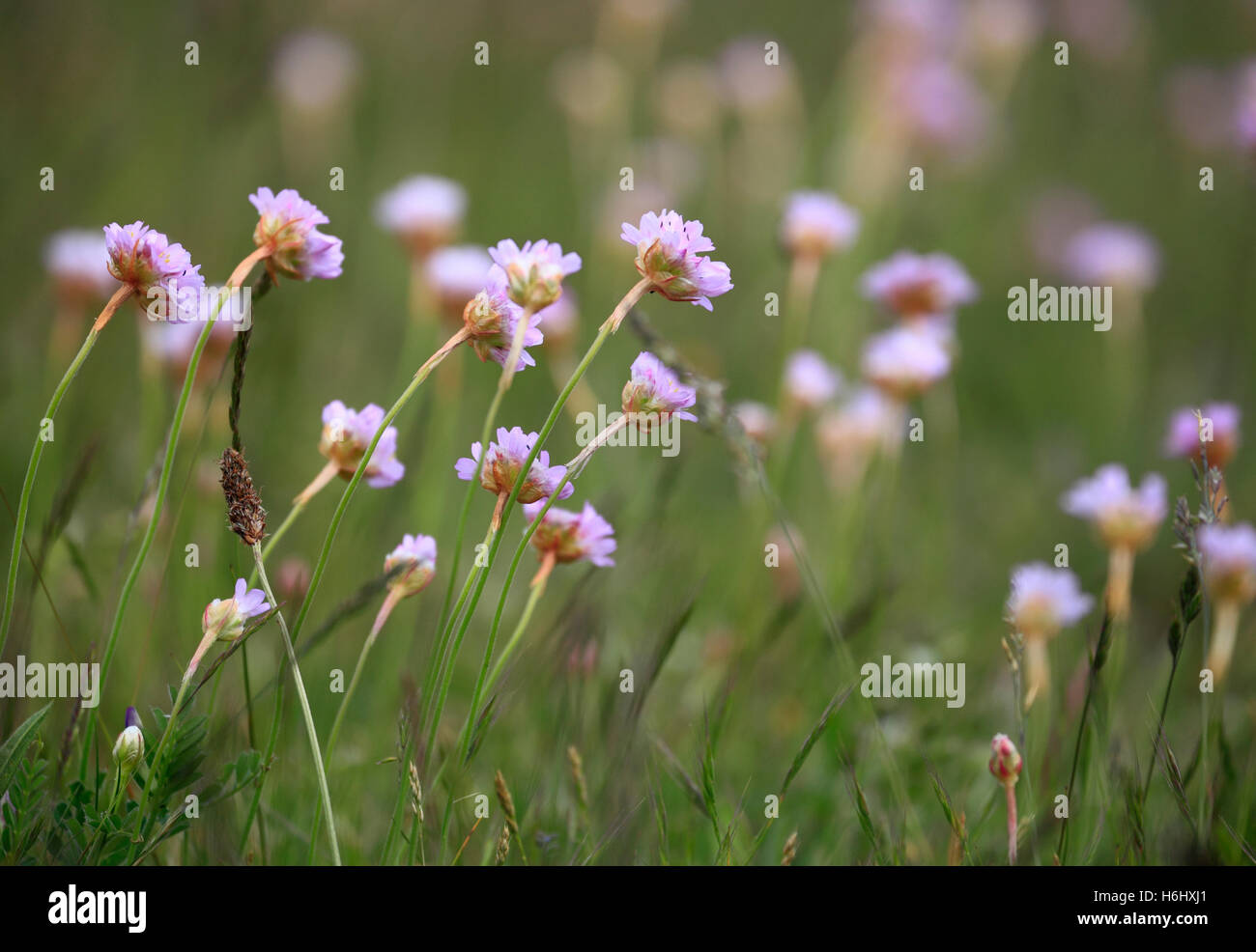 Armeria maritima, Thrift flowers Stock Photo - Alamy