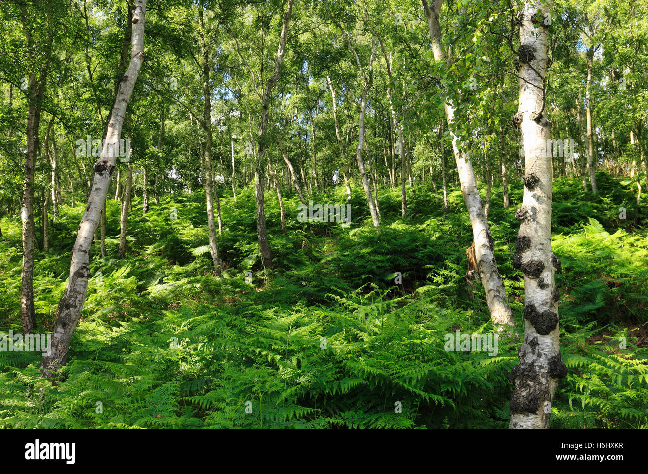 Silver birch trees ferns in hi-res stock photography and images - Alamy