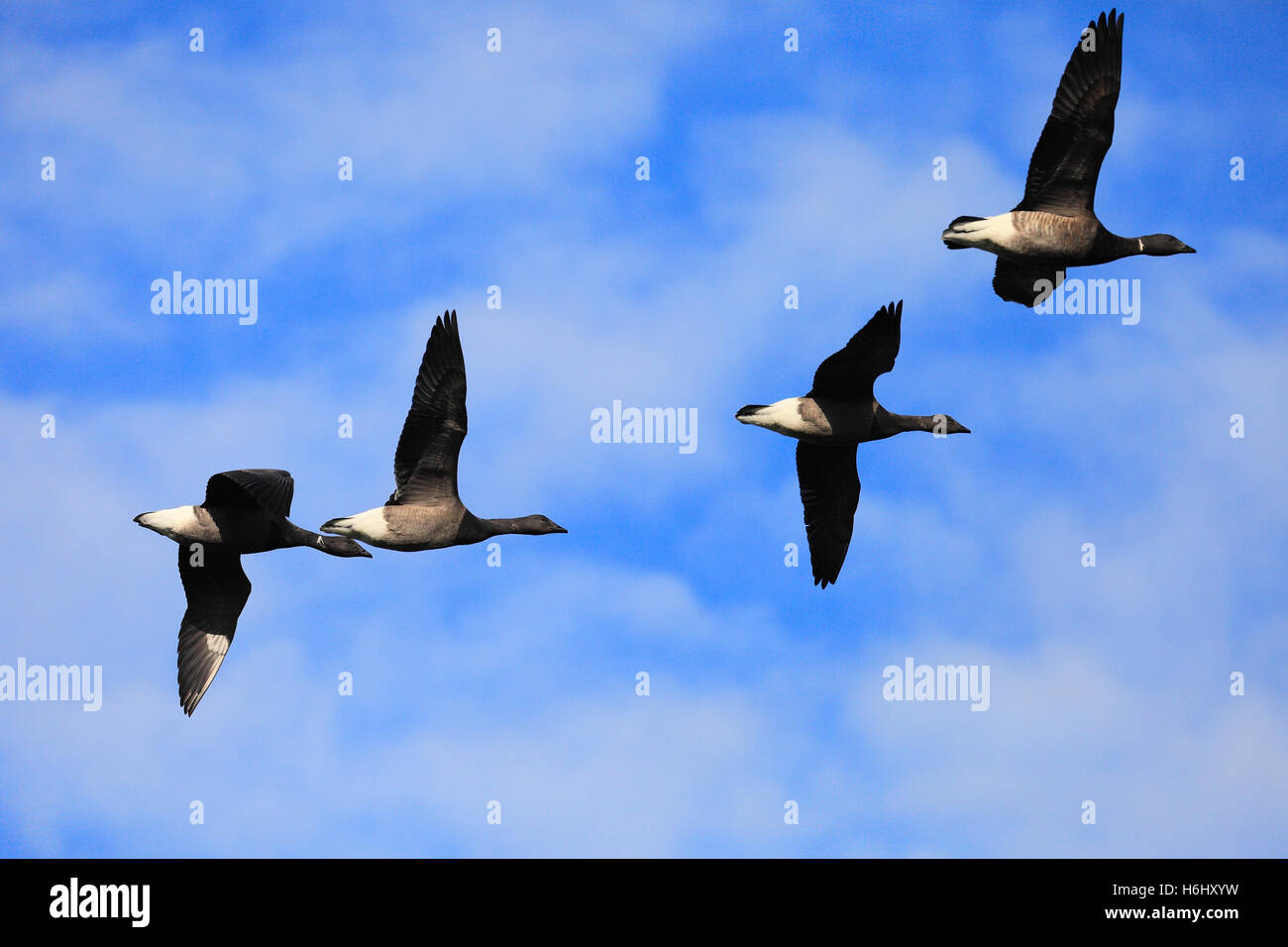 Pale bellied brent geese hi-res stock photography and images - Alamy