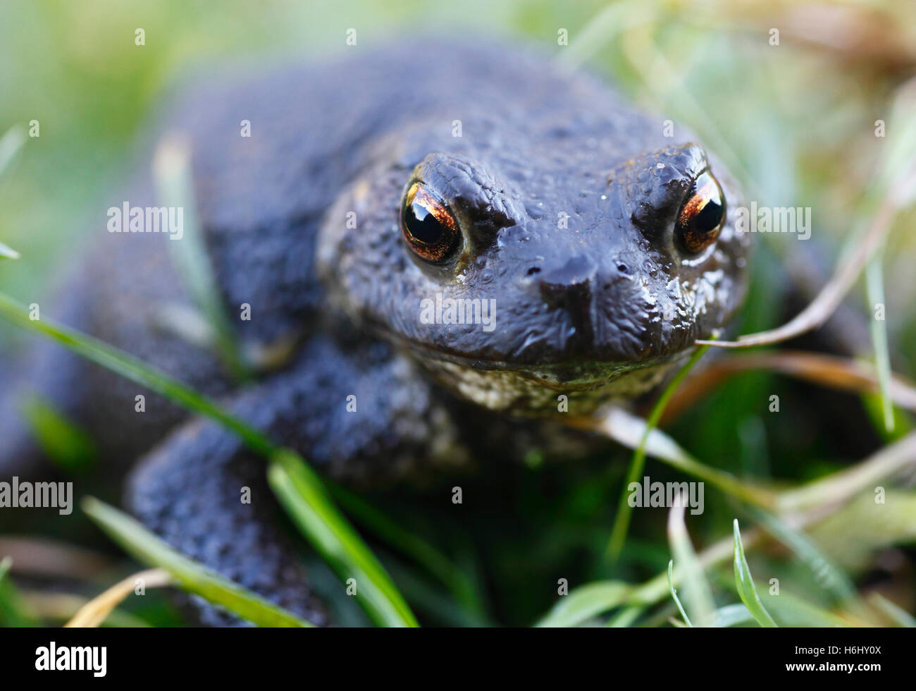 Toad nose hi-res stock photography and images - Alamy