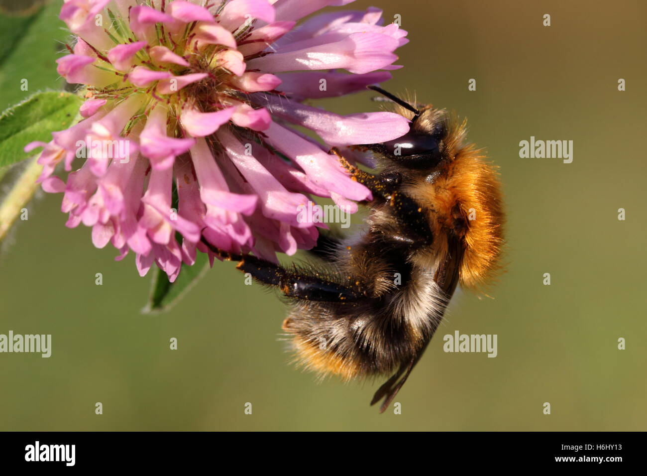 Common Carder Bee Stock Photo - Alamy