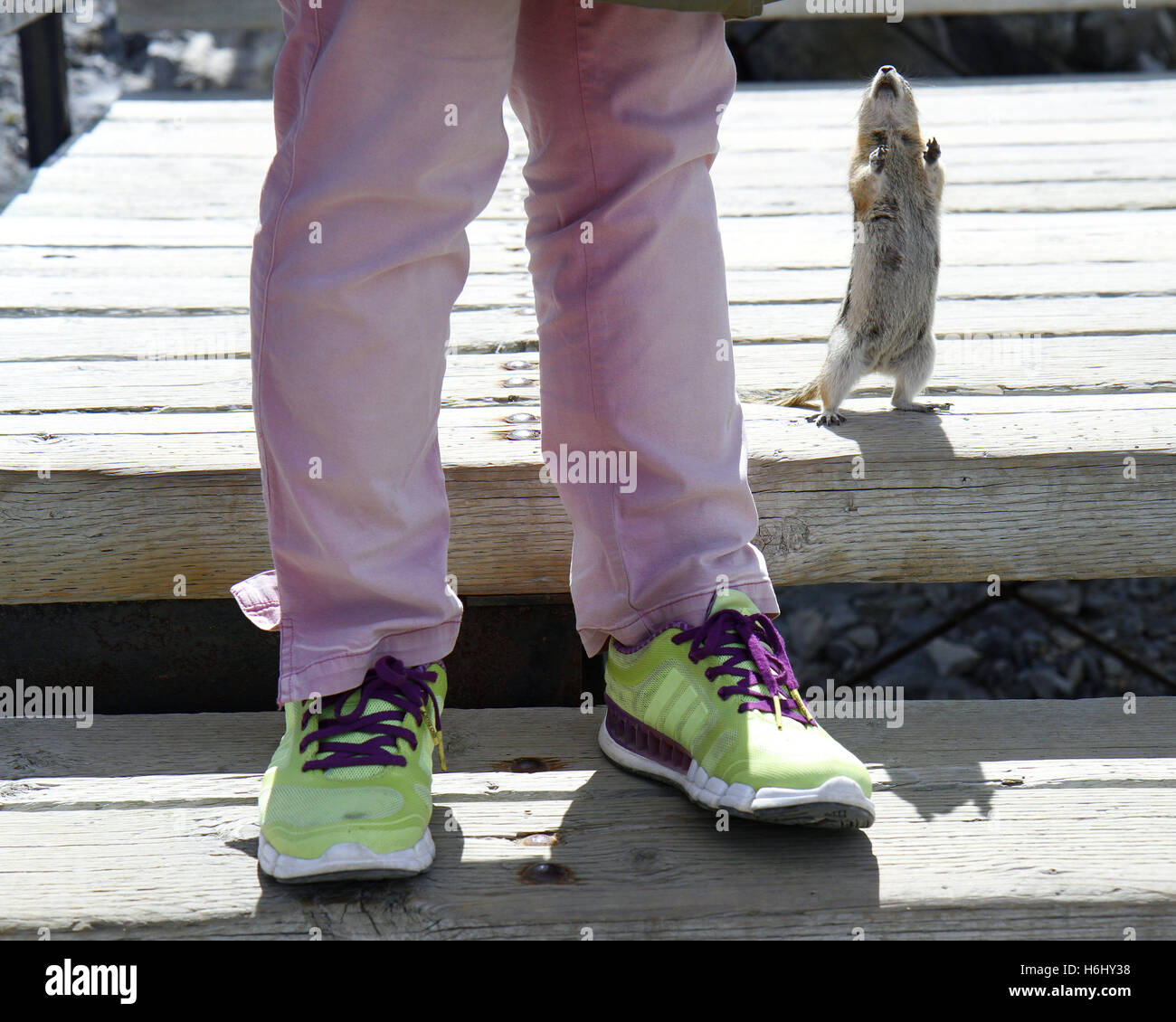 Chipmunk begging next to human legs Stock Photo - Alamy