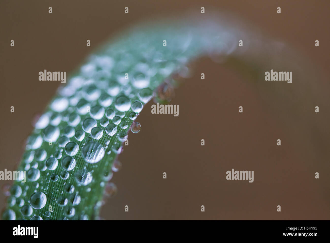 A long piece of grass bending under the weight of waterdrops at ...