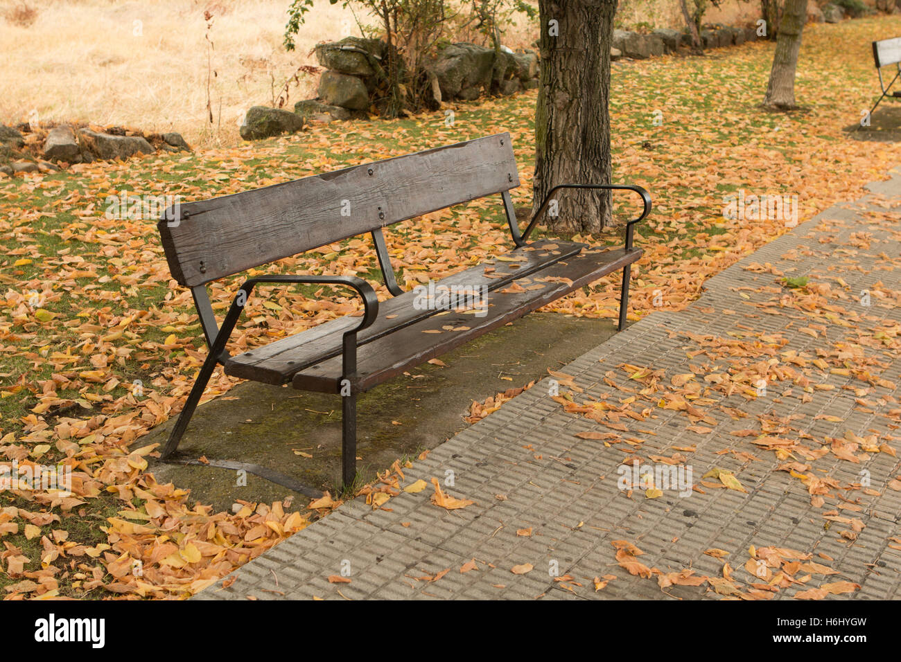 Lone bench on a ride full with yellow fallen leaves in the autumn Stock ...