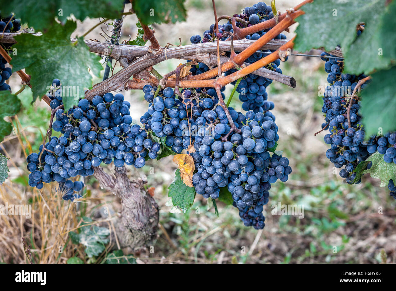 Nebbiolo piedmont hi-res stock photography and images - Alamy
